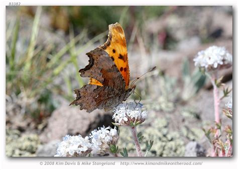 Polygonia Gracilis Zephyrus Live Adults Page 2