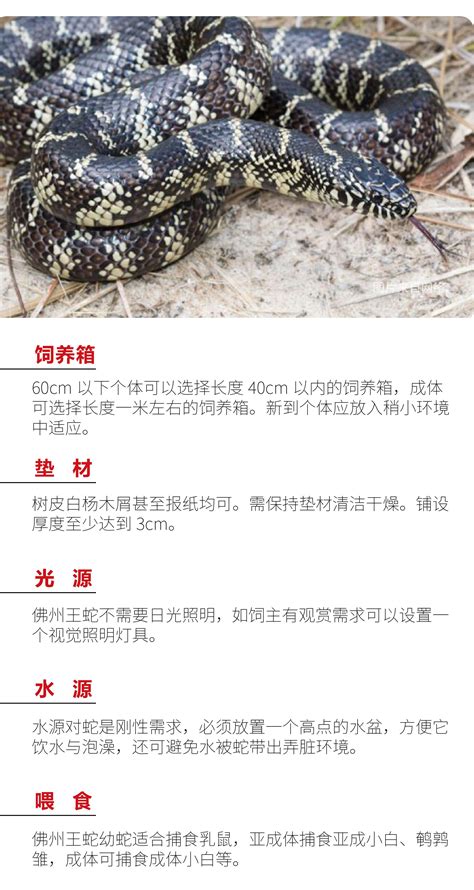 物种小谈 佛州王蛇 知乎