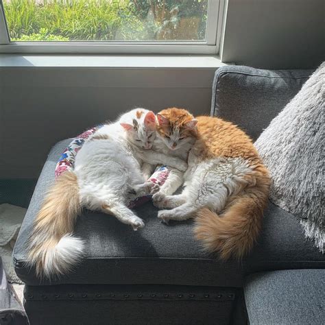 Attempting To Share The Tiny Bed Rbondedpairs