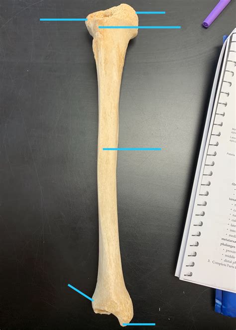 Tibia Labeling Diagram Quizlet