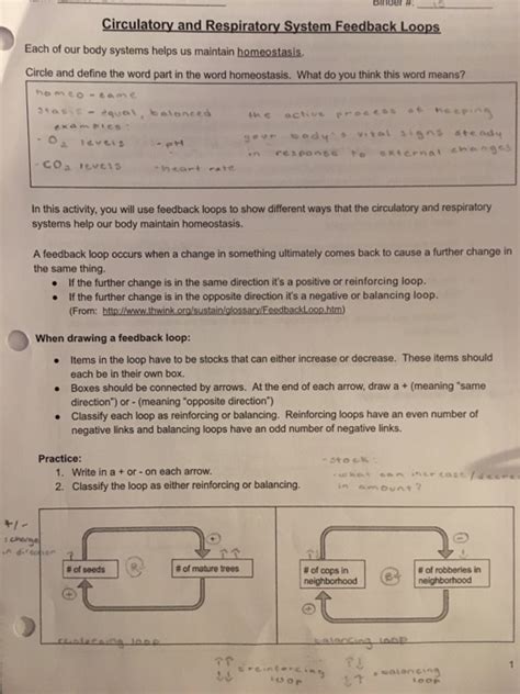 Circulatory And Respiratory System Feedback Loops