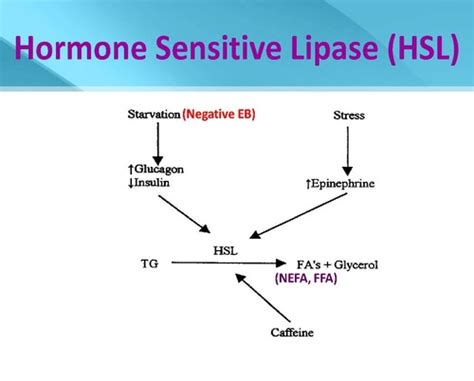 Oxidation Of Fatty Acids And Triglyceride Metabolisim Flashcards Quizlet