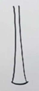 How To Draw A Palm Tree Step By Step Simply And Easily