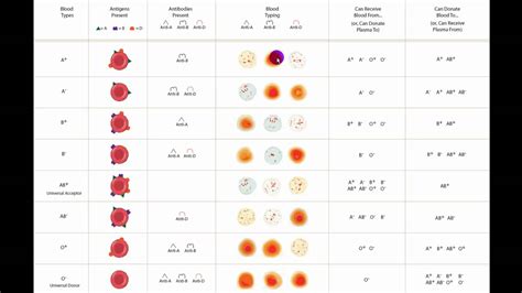Blood Typing Test Chart Abo Blood Typing Wall Chart