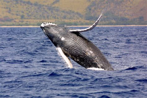 Humpback Whale Populations Sing Different Tunes Live Science