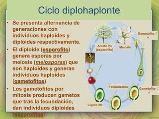 El Ciclo Celular Pptx