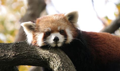🔥 268 Red Panda Wallpapers Wallpapersafari