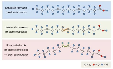 Fats Structure And Function Lavender Lab Coats