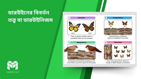 Theory Of Darwin Or Darwinism One Stop Solution For Wbbse Wbhcse