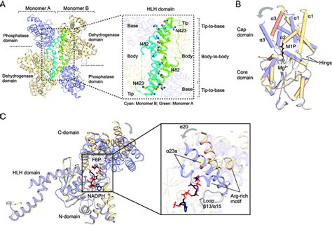 Crystal Structure Of The Abmtld A Cartoon Representation Of Dimeric