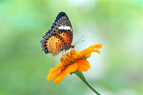 Do Butterflies Drink Blood Deep Explanation Nature And Wildlife Tv