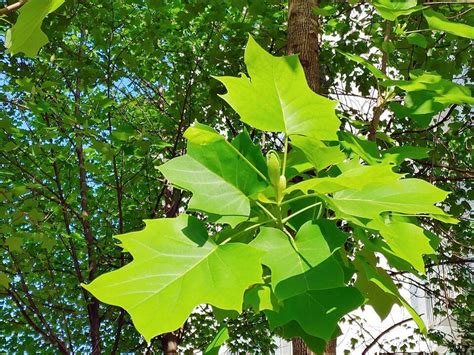 조길익의 조경더하기 훤칠한 6월의 신사 백합나무