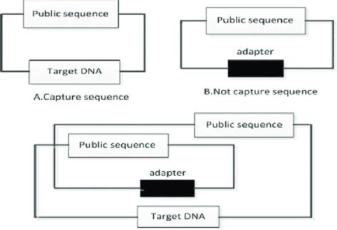 Dna Sequence Capture 101371journalpone0236709g002 Download Scientific