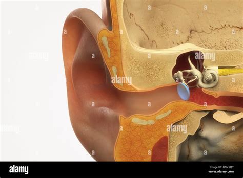 A Sectional View Of The Human Head Revealing The Anatomy Of The Ear