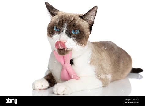 Cute Metis Pussycat With Blue Eyes Wearing Pink Bowtie And Licking Nose While Laying Down