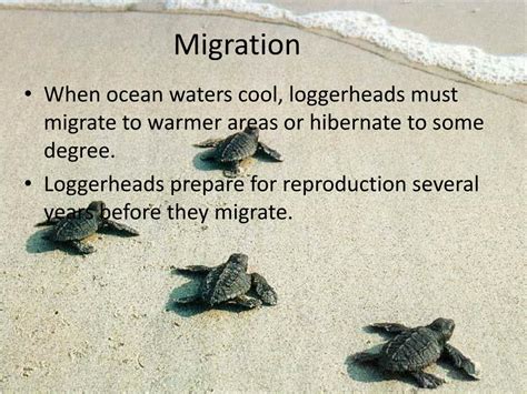 Ppt Loggerhead Turtles Powerpoint Presentation Free Download Id 2181451