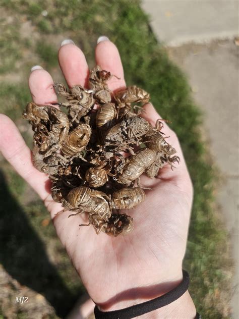 All Found On The Base Of This One Tree They Really Love This Tree R