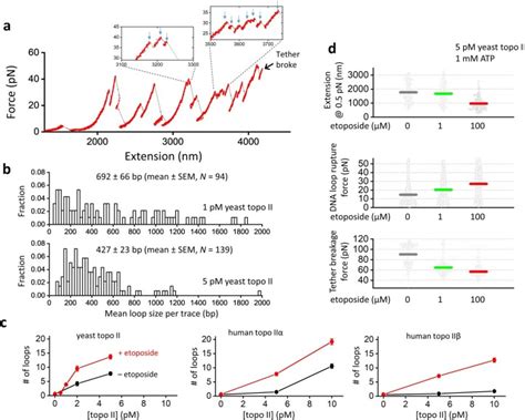 Etoposide Promotes Dna Loop Trapping And Barrier Formation By Topoisomerase Ii Pmc