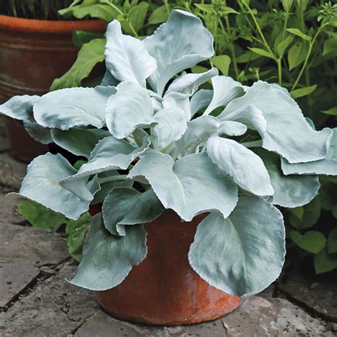 Senecio Candicans Angel Wings Fine Gardening
