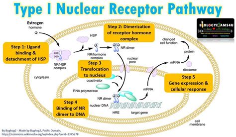 Nuclear Receptors Type I And Type Ii Nuclear Receptor Pathway Steps Gene Expression Type I
