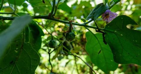 Do Ants Eat Eggplant Leaves Ants Authority