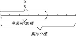 1 果园里有苹果树720棵 正好是梨树棵数的 梨树有多少棵 线段图 列式 2 果园里有苹果树720棵 比梨树棵数少 梨树有多少棵