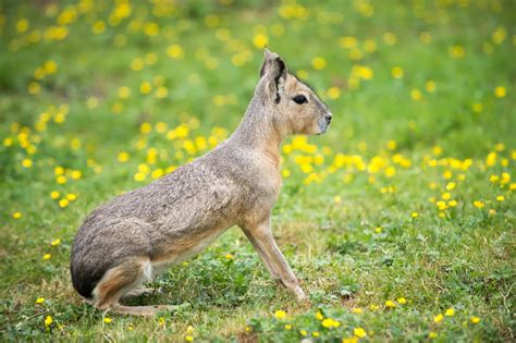 Mara 2025 Incredible Facts Habitat Diet And More