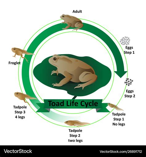 Toad Life Cycle Royalty Free Vector Image Vectorstock