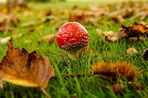 버섯 비행 Agaric 가을 Pixabay의 무료 사진 Pixabay