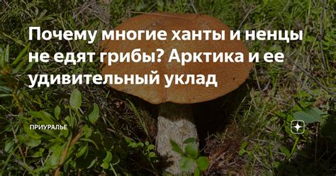 Почему многие ханты и ненцы не едят грибы Арктика и ее удивительный уклад Приуралье Дзен