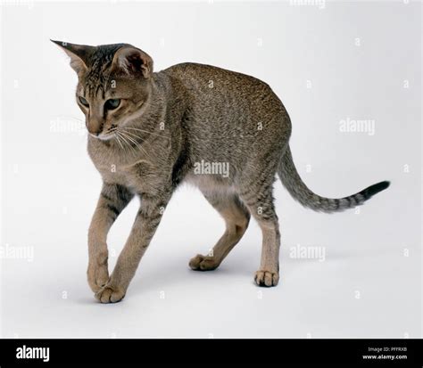 Brown Oriental Ticked Tabby Cat Stock Photo Alamy