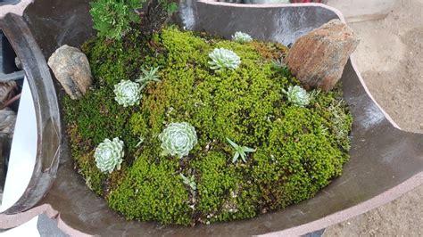 부처손으로 분경 만들기 서리이끼 양지이끼 Youtube