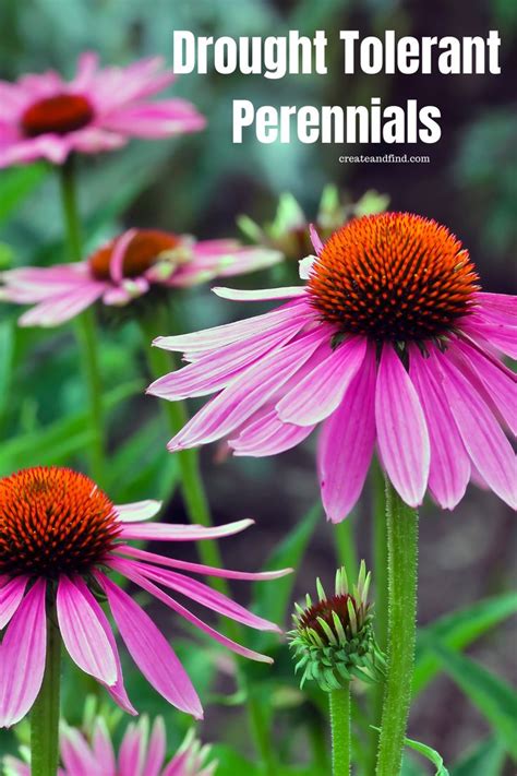 List Of Drought Tolerant Perennials For A Stellar Yard Drought