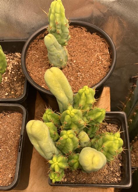 Alcohol Extraction Rmescaline