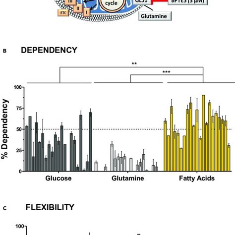 Mitochondrial Respiration Of Primary Pancreatic Cancer Cells Depends Download Scientific