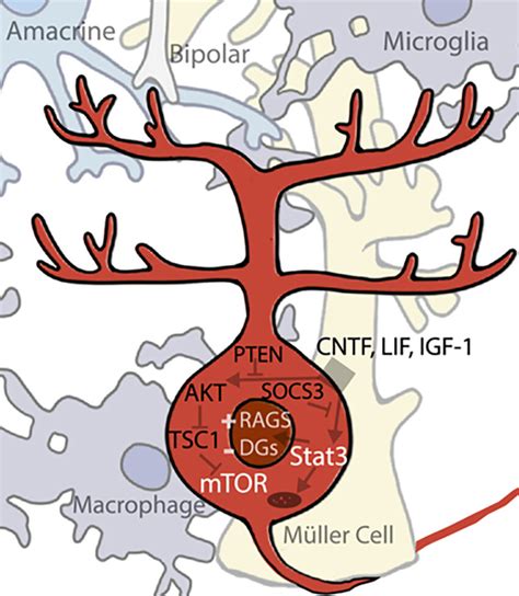 Retinal Ganglion Cell Rgc Regeneration Pathways Successful Axonal