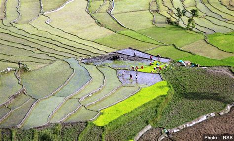 राष्ट्रिय धान दिवस दही च्यूरा खाएर रोपाइँ गरिँदै Dcnepal