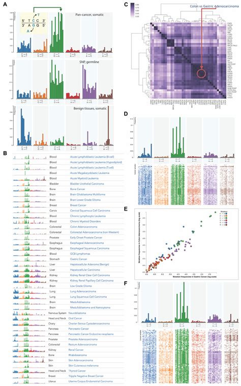 Exploring And Comparing Context Dependent Mutational Profiles In
