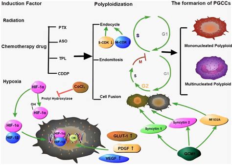 Frontiers Polyploid Giant Cancer Cells And Cancer Progression