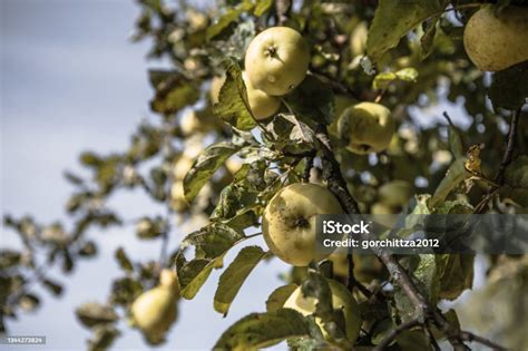 사과 나무의 가지에 잘 익은 사과의 무리 밝게 태양에 의해 조명 수확 개념 0명에 대한 스톡 사진 및 기타 이미지 0명 감귤류 과일 거미줄 Istock