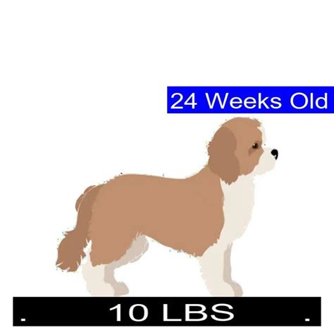 Cavapoo Growth Chart Cavapoo Weight Calculator