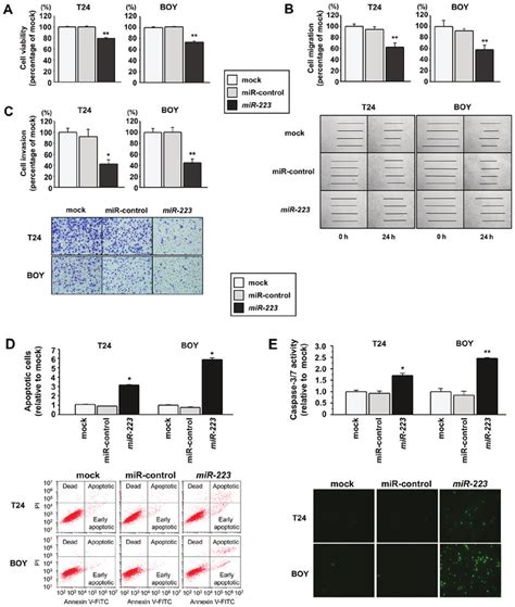 Effects Of Mir 223 Restoration On Bc Cell Lines A C Cell Viability