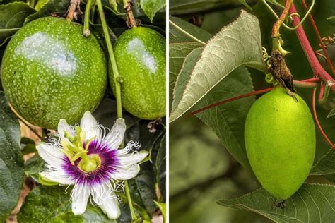 Is Passion Flower Poisonous To Chickens At David Trumper Blog