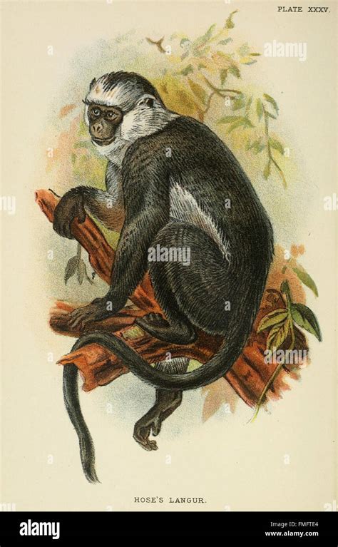 This Plate From A Primate Handbook Features Various Primate Species