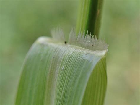 Fall Panicum Poisoning In Horses