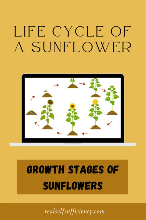 Sunflower Life Cycle Growth Stages Of Sunflowers Real Self Sufficiency