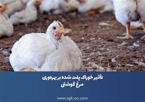 Effects Of Pelleting On Broiler Performance Sama Gostar Kohan