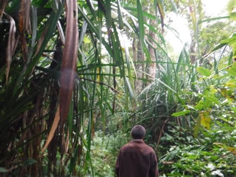 우거진 정글만 믿었다가 몽골에게 개털렸던 국가 포텐 터짐 최신순 에펨코리아
