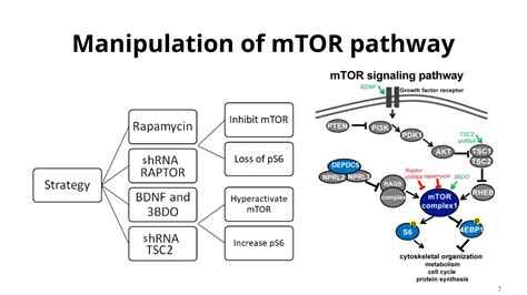 Mtor Signaling Regulates The Morphology And Migration Of Outer Radial Glia In Developing Human