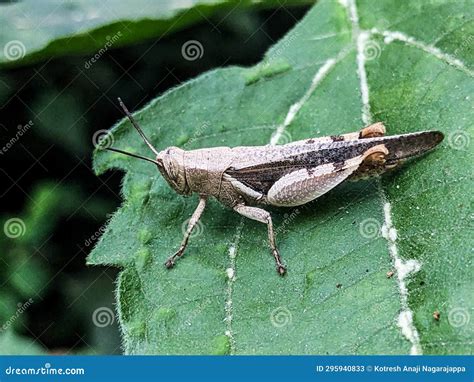 Insect Sitting On The Green Leaf Stock Image Image Of Plant Nature 295940833